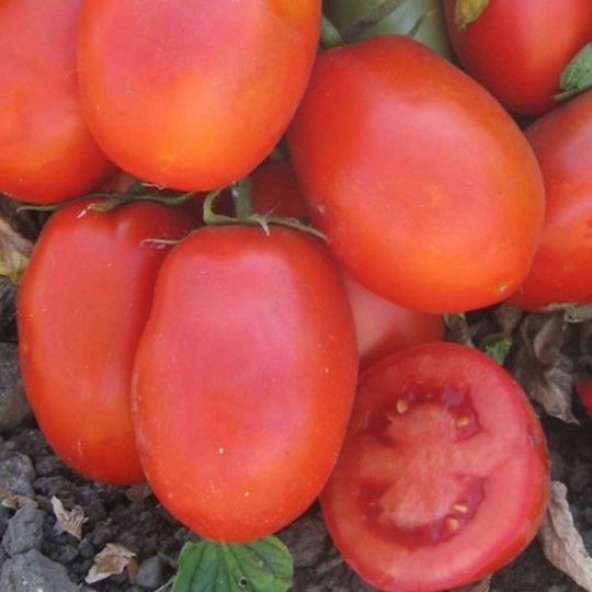 Seminte de Rosii Big Rio F1 - Seminte Legume - SeminteFlori.com