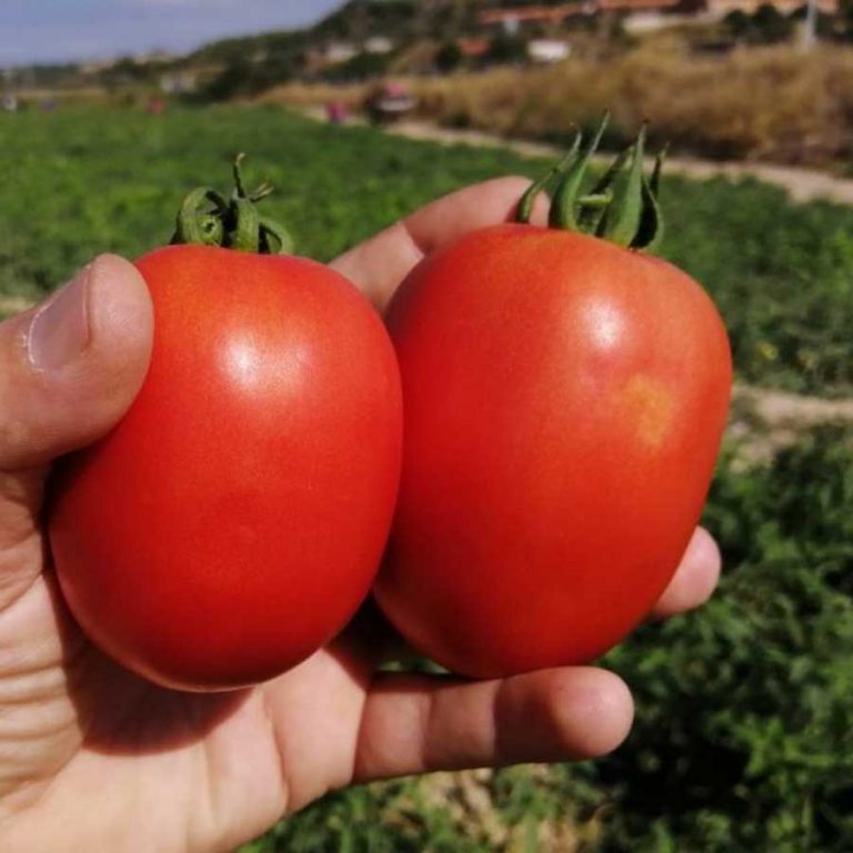Seminte de Rosii Big Rio F1 - Seminte Legume - SeminteFlori.com