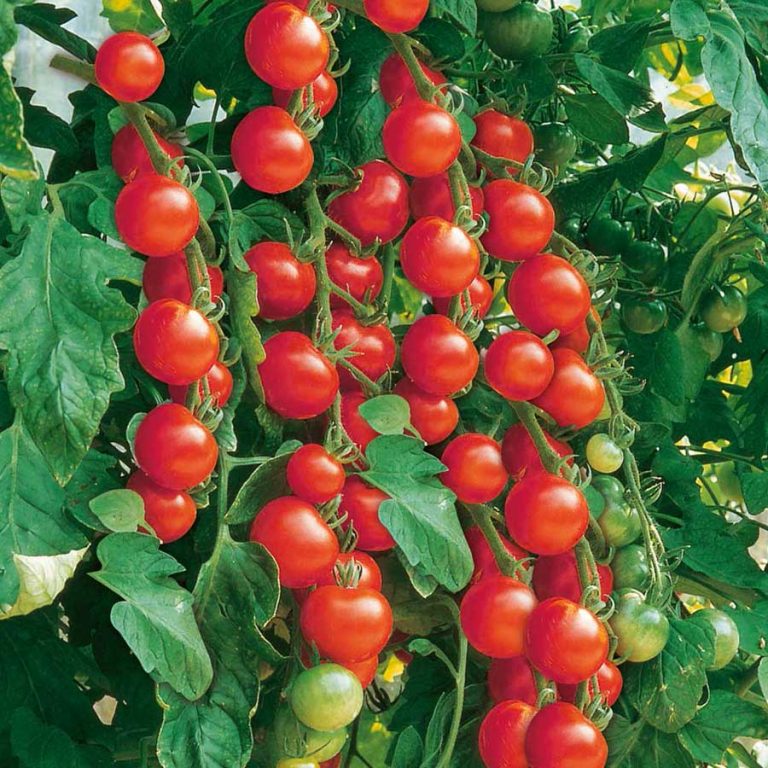 Seminte de Rosii Red Cherry F1 - SeminteFlori.com