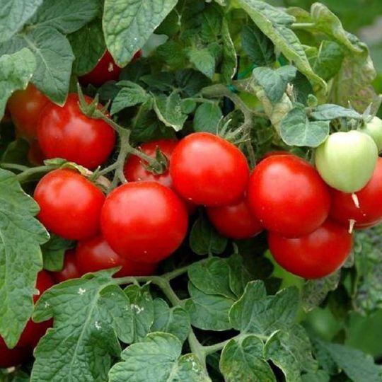 Seminte de Rosii Red Cherry F1 - SeminteFlori.com