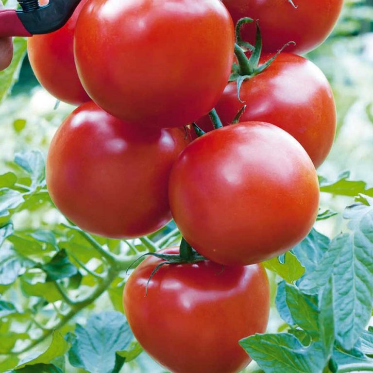 Lista tuturor semintelor de legume - Pagina 5 din 9 - Seminte de Flori ...