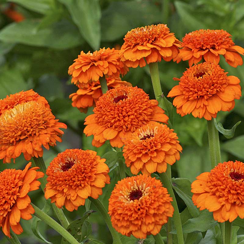 Seminte de Carciumarese Zinnia Zinderella Orange