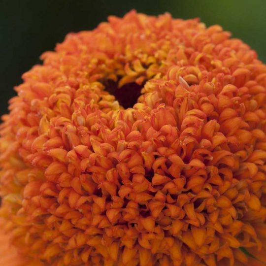 Seminte de Carciumarese Zinnia Zinderella Orange