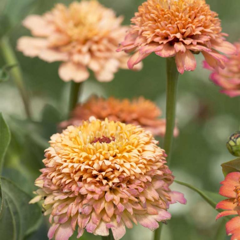 Seminte de Carciumarese Zinnia Zinderella Peach