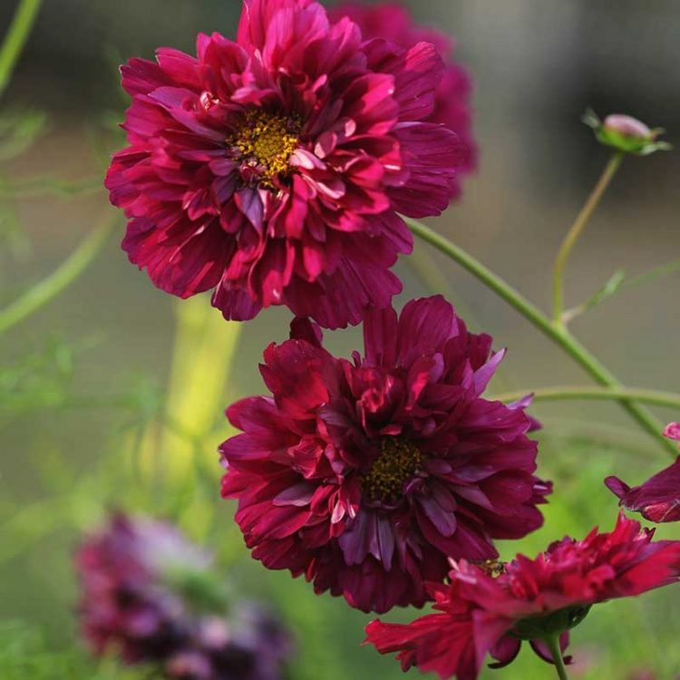Seminte de Fluturasi Cosmos Bipinnatus Double Click Cranberries
