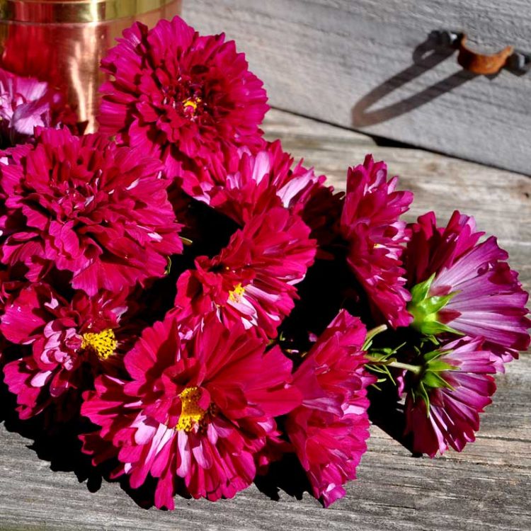 Seminte de Fluturasi Cosmos Bipinnatus Double Click Cranberries