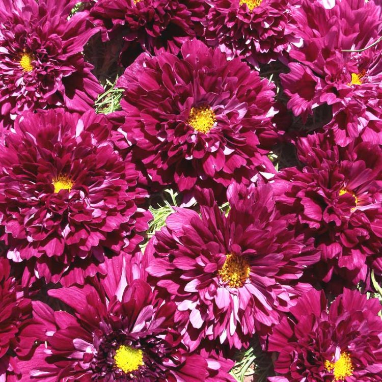 Seminte de Fluturasi Cosmos Bipinnatus Double Click Cranberries