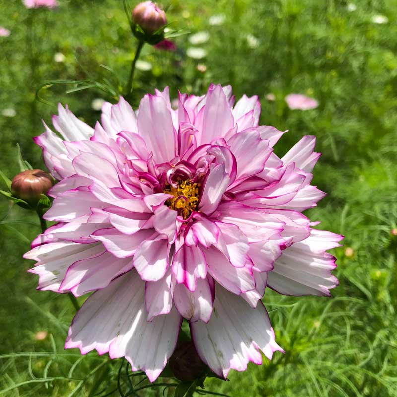 Seminte de Fluturasi Cosmos Bipinnatus Double Click Pink Bicolour