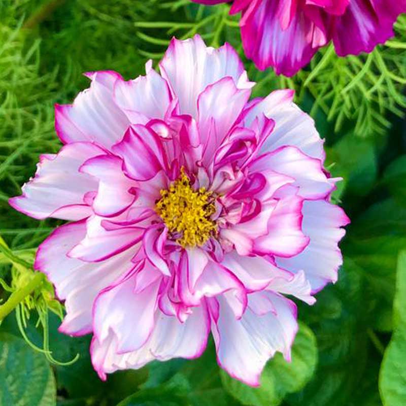 Seminte de Fluturasi Cosmos Bipinnatus Double Click Pink Bicolour