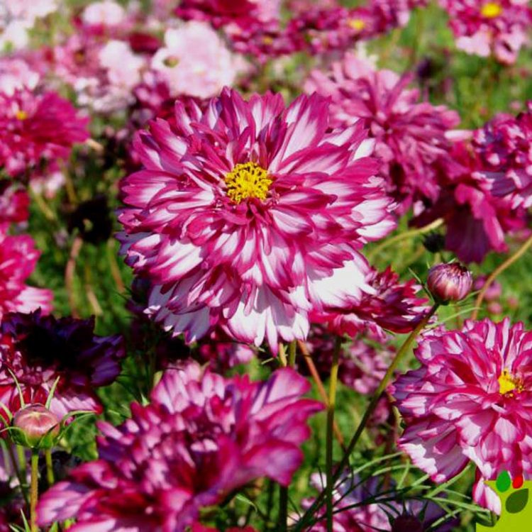 Seminte de Fluturasi Cosmos Bipinnatus Double Click Violet Bicolour