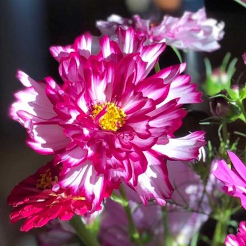 Seminte de Fluturasi Cosmos Bipinnatus Double Click Violet Bicolour