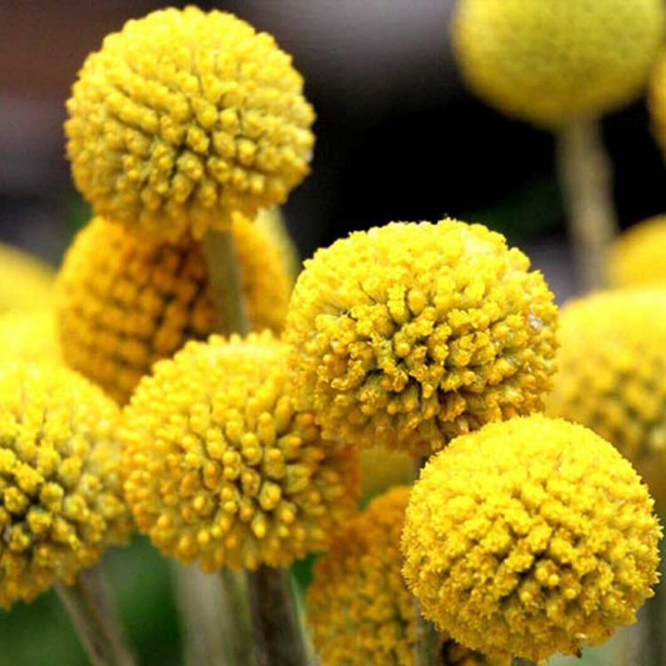 Seminte de Craspedia Globosa Drumstick Billy Buttons