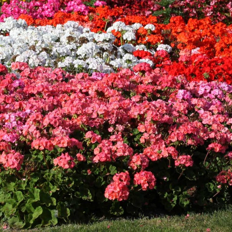 Seminte de Muscate Hibride Pelargonium Hortorum Dancer F2 Mix