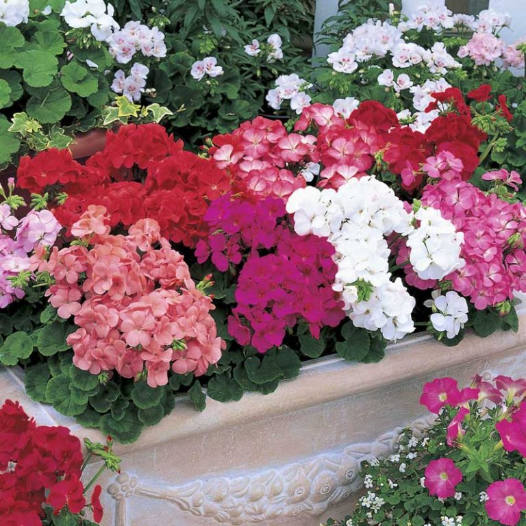 Seminte de Muscate Hibride Pelargonium Multibloom F1 Mix