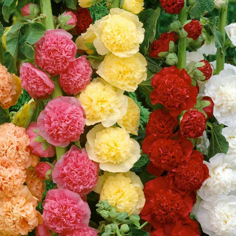 Seminte de Nalba Batuta Hollyhock Chater's Double Mixed Alcea Rosea