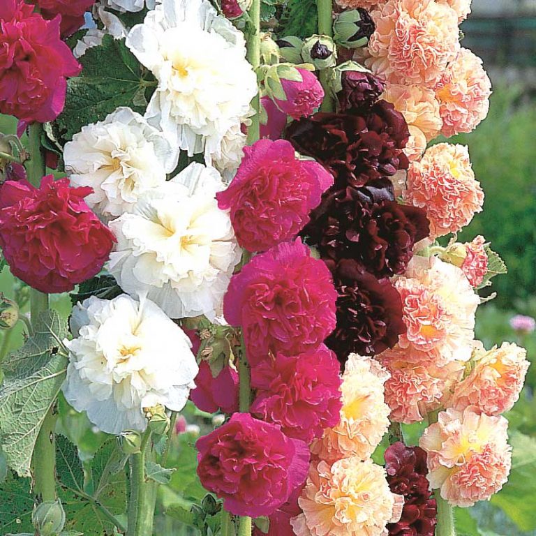 Seminte de Nalba Batuta Hollyhock Chater's Double Mixed Alcea Rosea