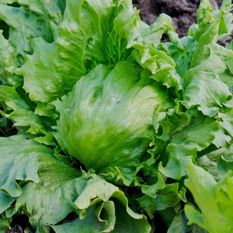 Seminte de Salata Iceberg Ice Lettuce Great Lakes 118