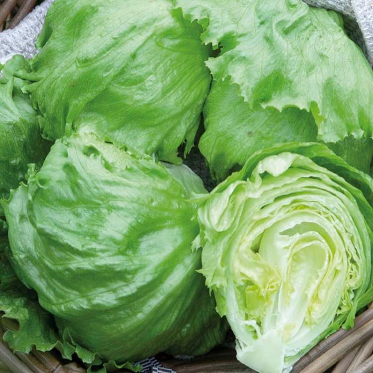 Seminte de Salata Iceberg Ice Lettuce Great Lakes 118