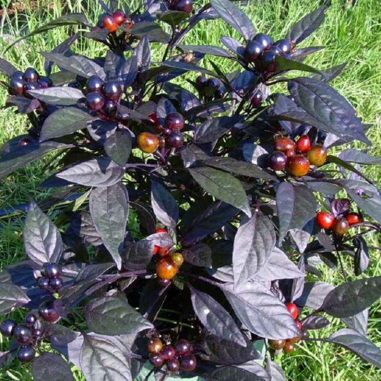 Seminte de Ardei Iute Decorativ Ornamental Pepper Black Pearl F1