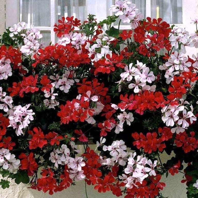 Seminte de Muscate Curgatoare Pelargonium Peltatum F2 Speedy Mixed