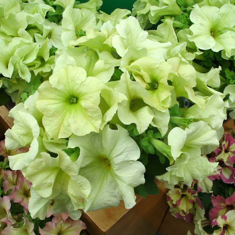 Seminte de Petunie Petunia Grandiflora Sophistica Lime Green F1