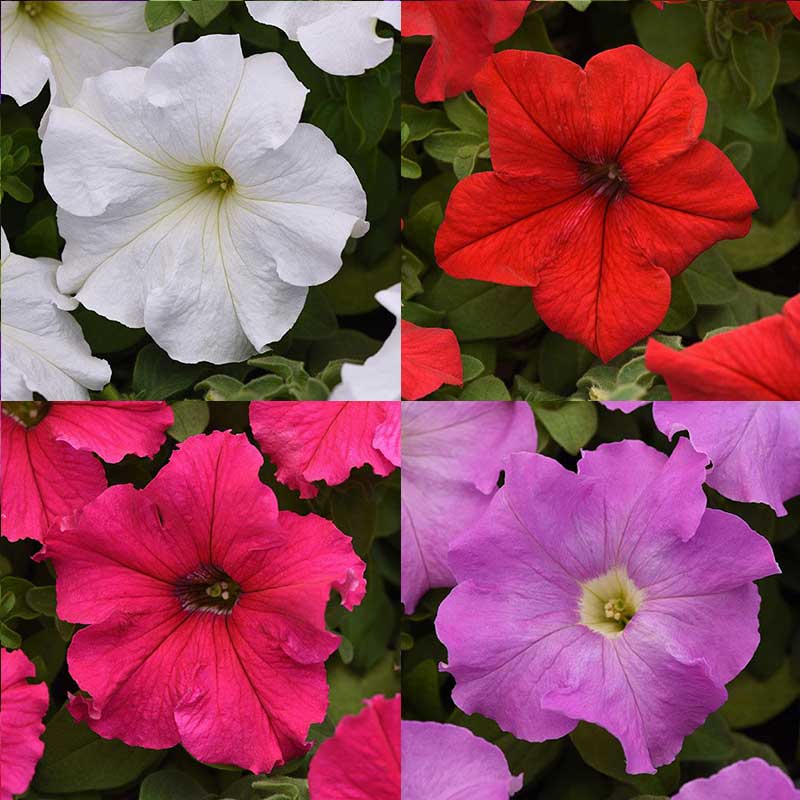 Seminte de Petunie Hibrida Petunia Grandiflora Supercascade F1 Mix