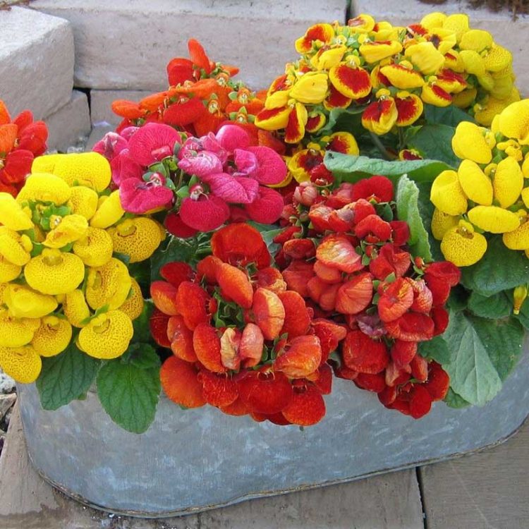 Seminte de Poseta Doamnei Calceolaria Dainty F1 Mix
