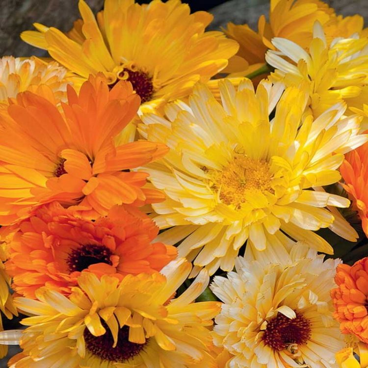 Seminte de Galbenele Calendula Officinalis Pacific Beauty Double Mixed
