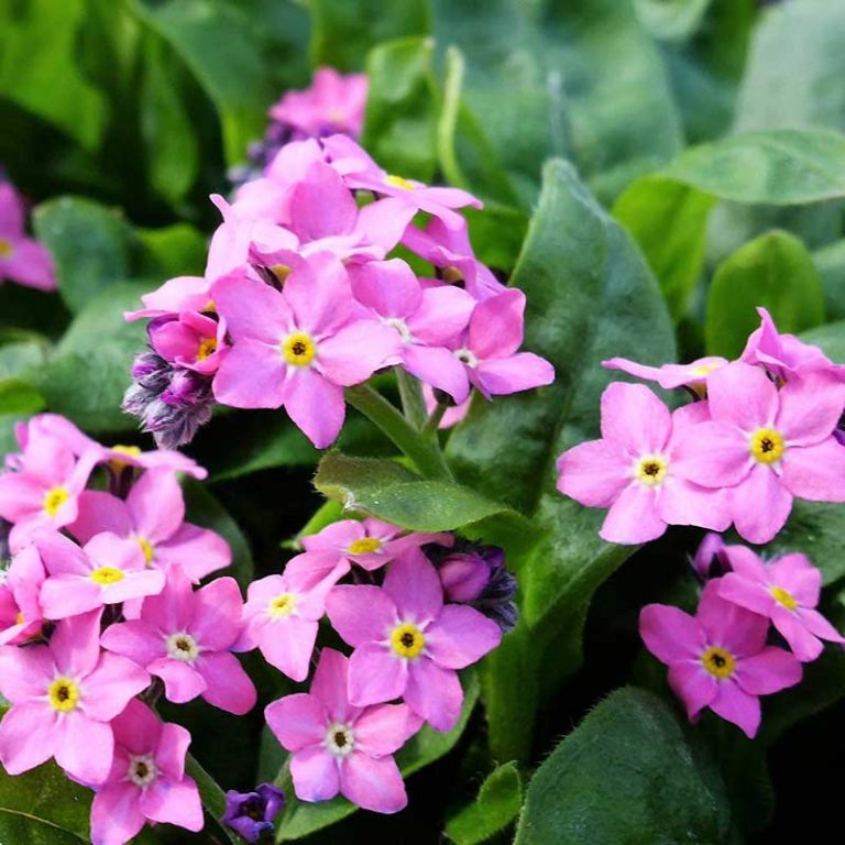 Seminte de Nu Ma Uita Forget Me Not Victoria Rose Myosotis Alpestris