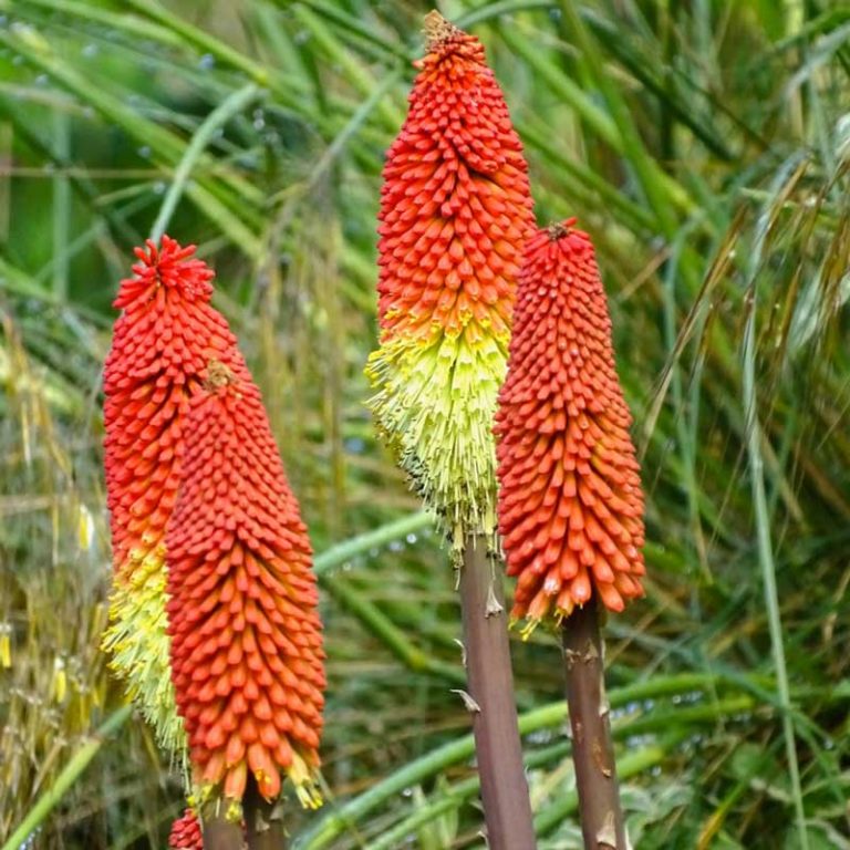 Seminte de Crin Faclie Kniphofia Uvaria Tritoma Red Hot Poker Mixed