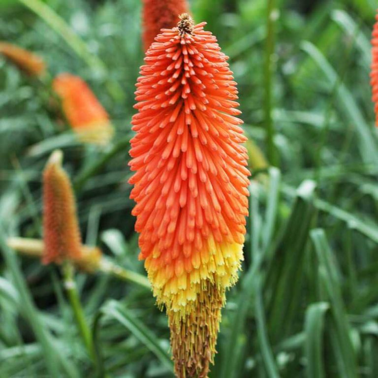 Seminte de Crin Faclie Kniphofia Uvaria Tritoma Red Hot Poker Mixed