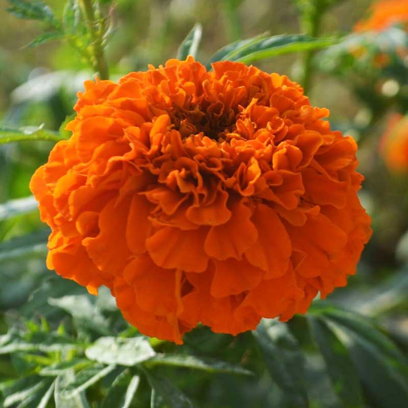 Seminte de Seminte de Craite Marigold Hawaii Tagetes Erecta Tall