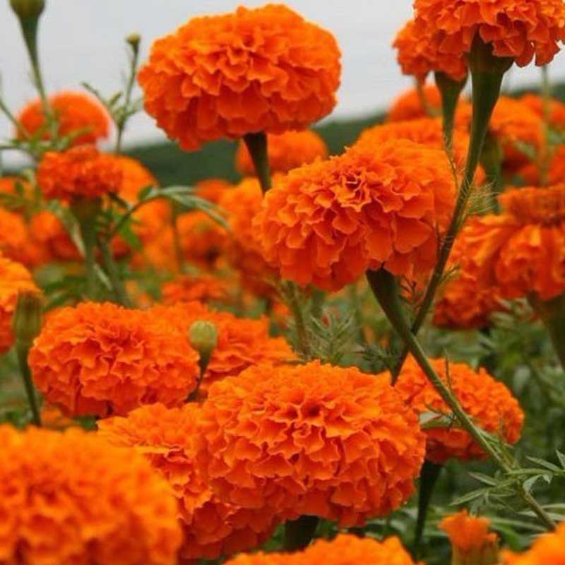 Seminte de Seminte de Craite Marigold Hawaii Tagetes Erecta Tall
