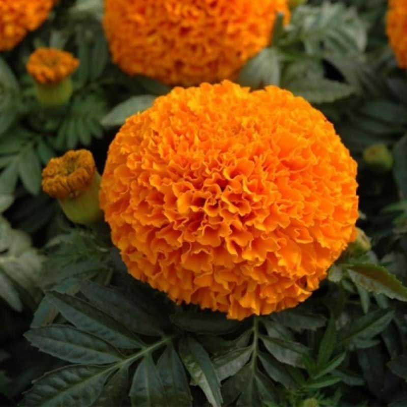 Seminte de Seminte de Craite Marigold Hawaii Tagetes Erecta Tall