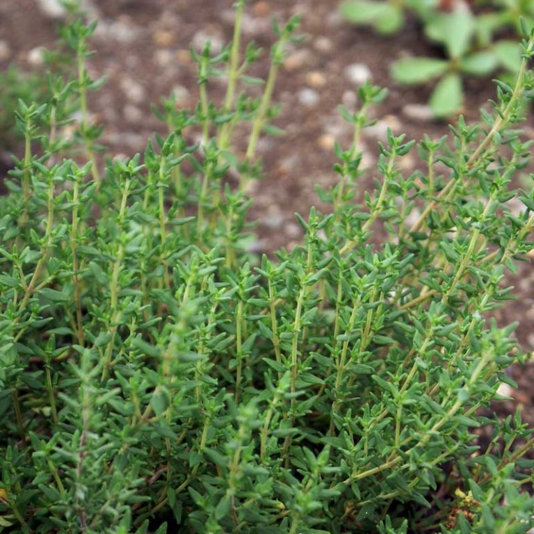 Seminte de Cimbru German Winter Thyme - Thymus Vulgaris