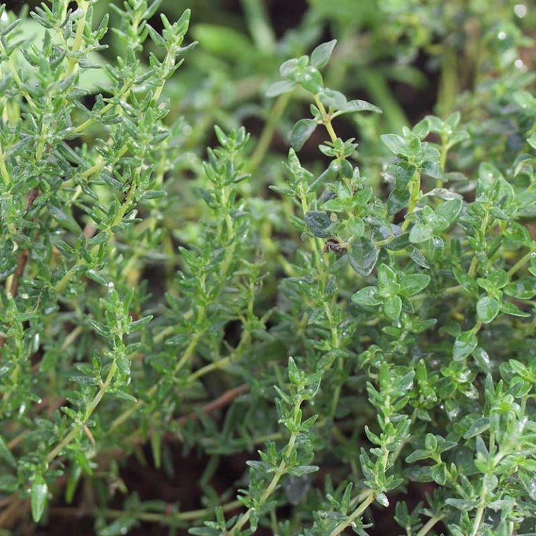 Seminte de Cimbru German Winter Thyme - Thymus Vulgaris