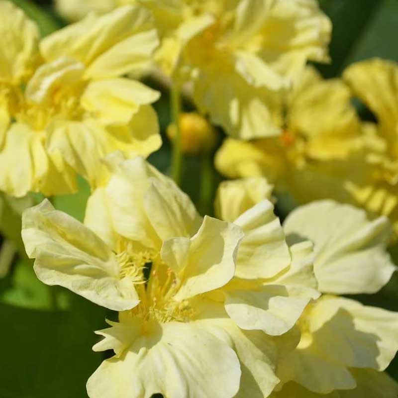 Seminte de Condurul Doamnei Tropaeolum Single Whirleybird Cream