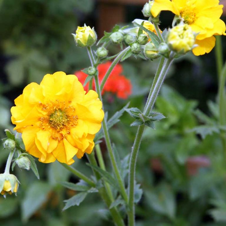 Seminte de Cerentel Hibrid Geum Hybrida Lady Stratheden Goldball