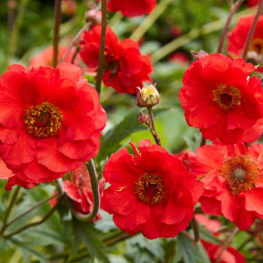 Seminte de Cerentel Hibrid Geum Hybrida Mrs Bradshaw Fireball