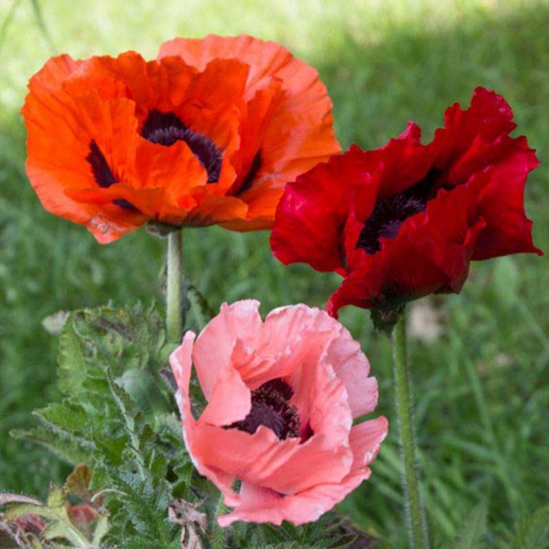 Seminte de Mac Poppy Papaver Orientale Mixed - SeminteFlori.com