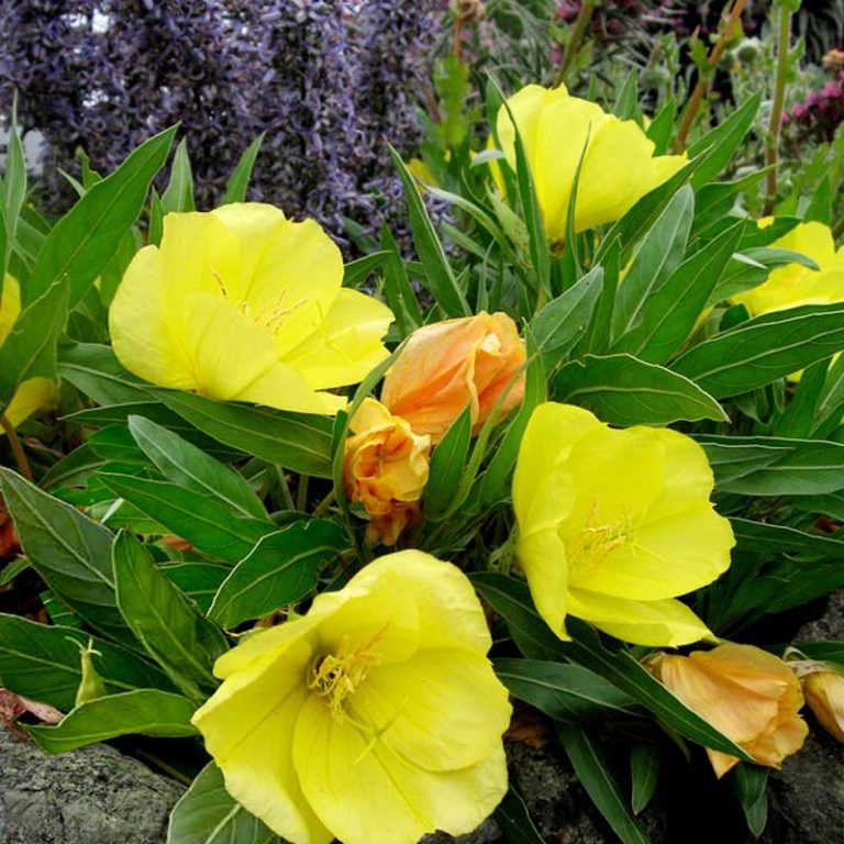 Seminte de Primule de Seara Oenothera Missouriensis Golden Age