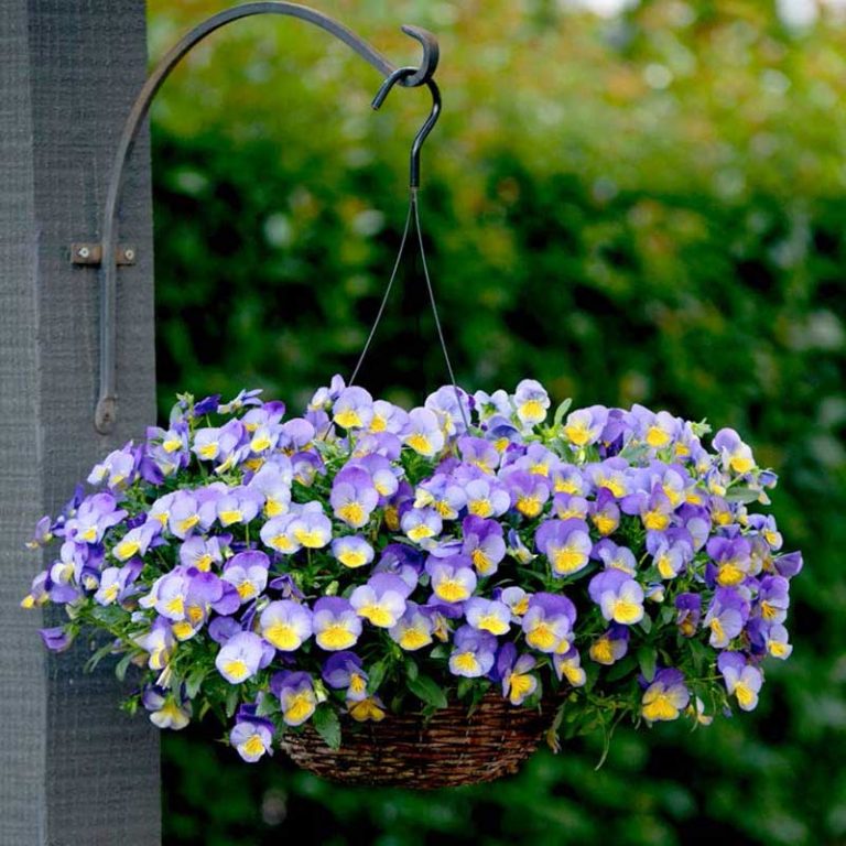 Seminte de Panselute Curgatoare Hibride Viola Cool Wave F1 Morpho