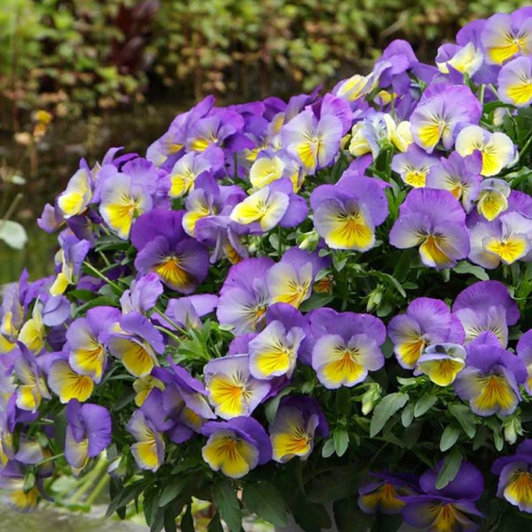 Seminte de Panselute Curgatoare Hibride Viola Cool Wave F1 Morpho