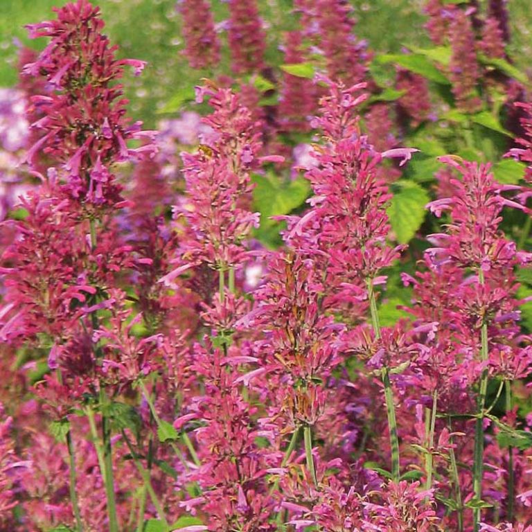 Seminte de Isop Agastache Cana Heather Queen Rose