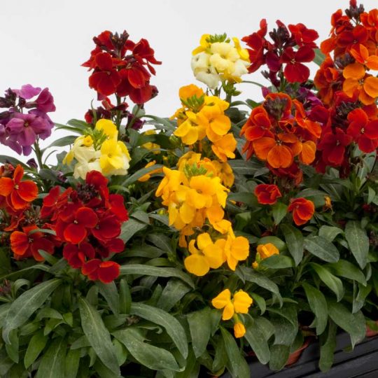 Seminte de Mixandre Cheiranthus Cheiri Bedder Mix