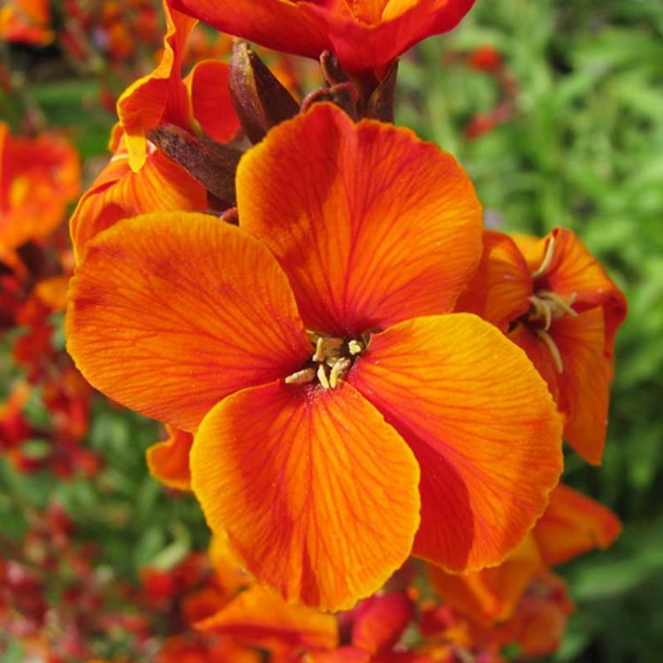 Seminte de Mixandre Cheiranthus Cheiri Bedder Orange