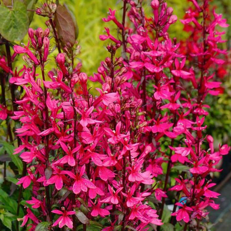 Seminte de Lobelie Hibrida Lobelia Speciosa Starship F1 Rose