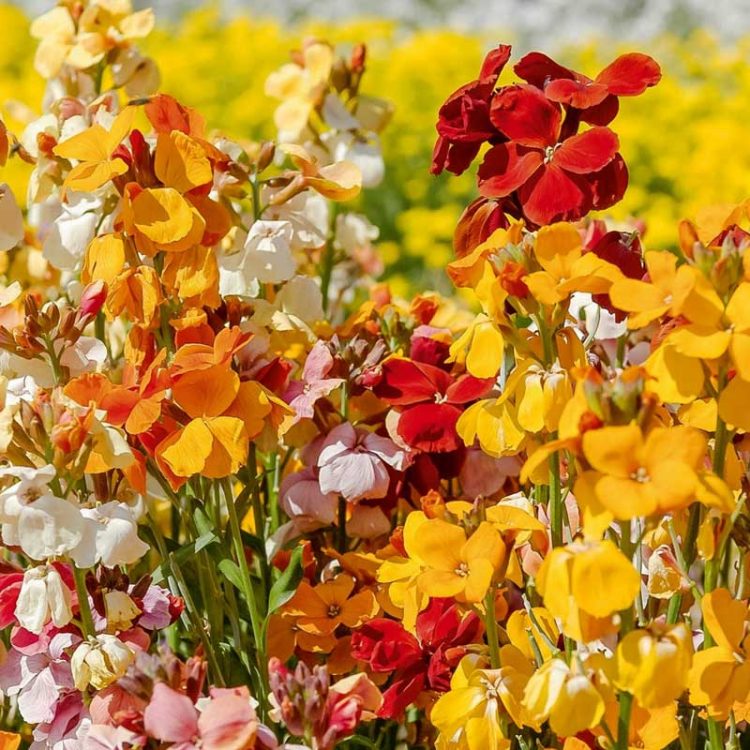 Seminte de Mixandre Cheiranthus Cheiri Ravenel Mix