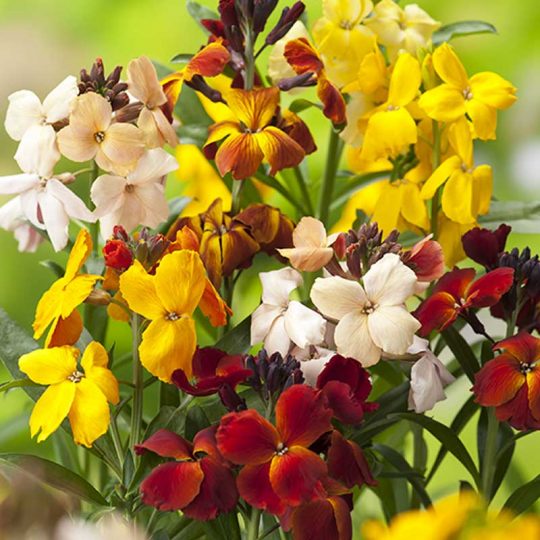 Seminte de Mixandre Cheiranthus Cheiri Ravenel Mix