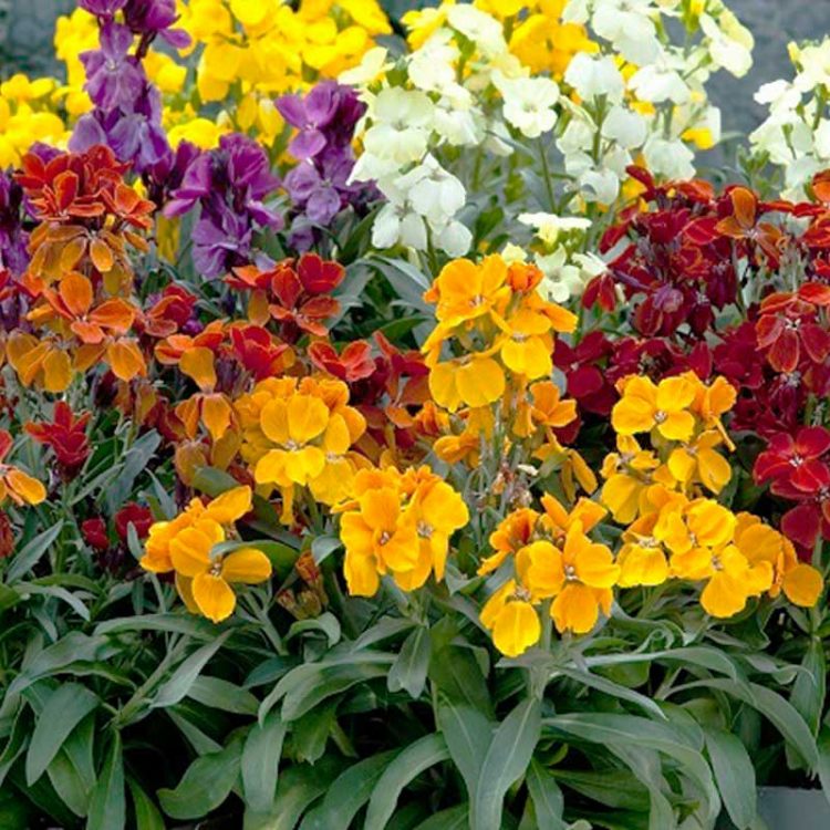 Seminte de Mixandre Cheiranthus Cheiri Ravenel Mix